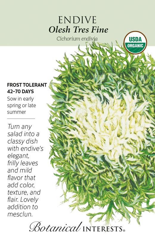 Seed Veg Endive Olesh Tres Fine Organic - Cichorium endiva