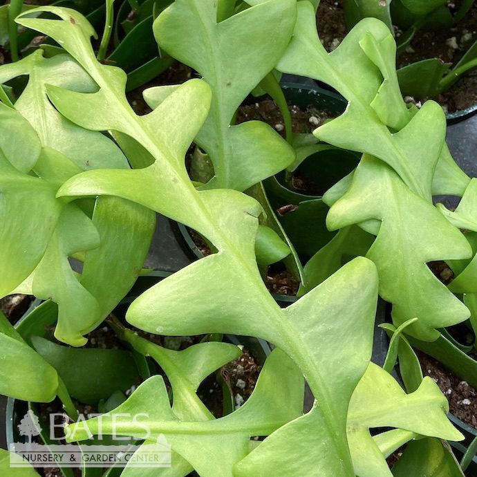 4p! Shark Tooth Cactus /Tropical