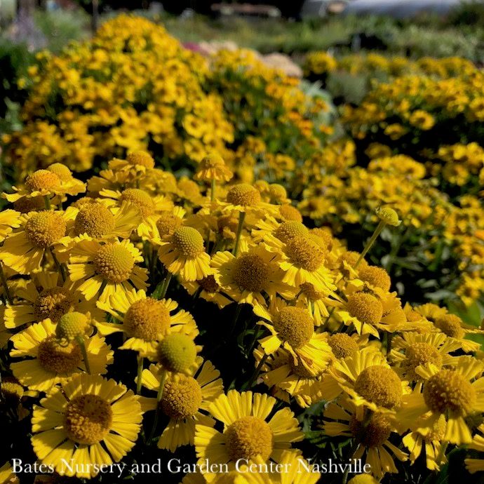 #1 Helenium aut Mariachi 'Sombrero'/ Yellow Dwarf Sneezeweed Native (TN)