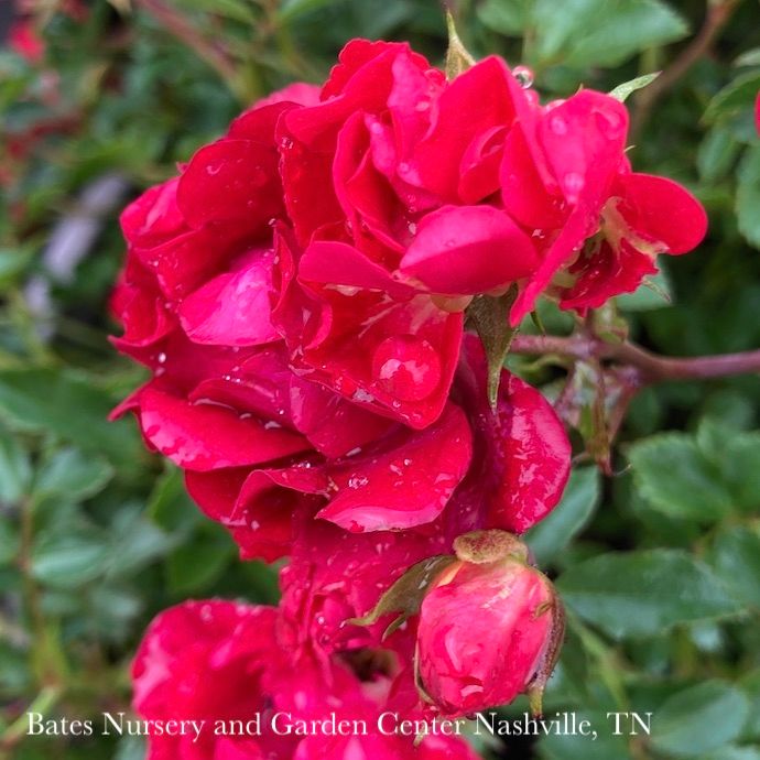 #3 Rosa Red Drift/ Groundcover Rose - No Warranty