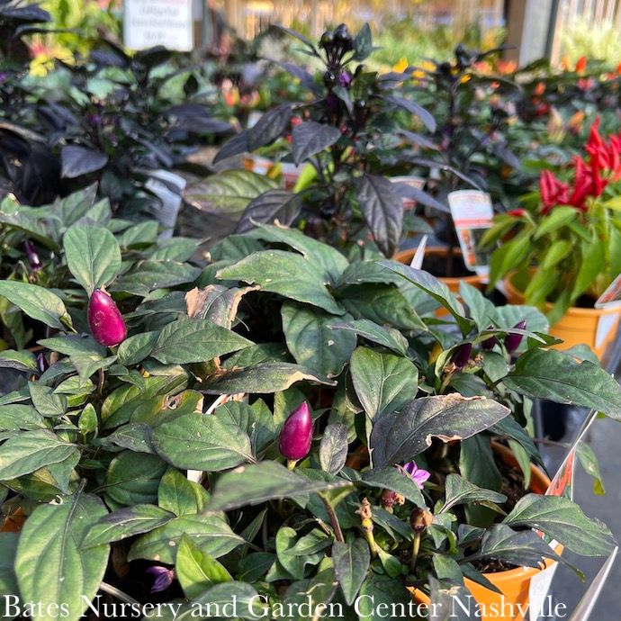 Ornamental Peppers - Please come in to check supply