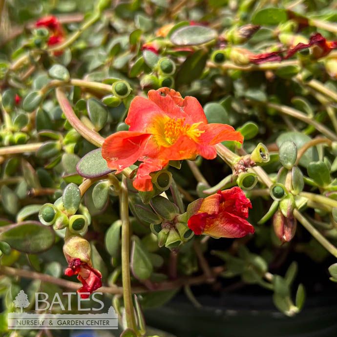 Tropical #1 Portulaca Mega Pazzaz Red - No Warranty