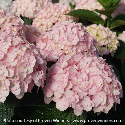 Hydrangea | Bates Nursery and Garden Center | Nashville, TN