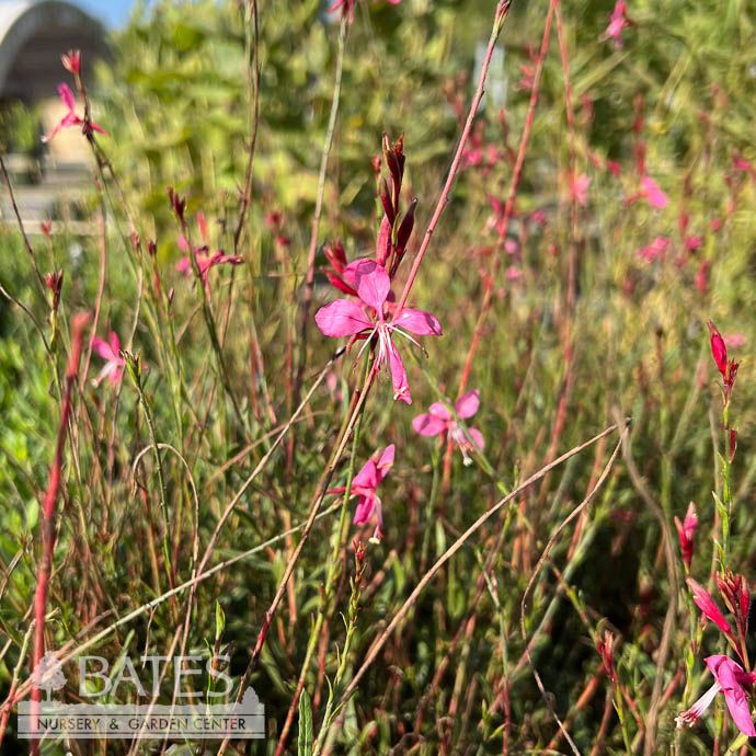 #1 Gaura lin Graceful Pink