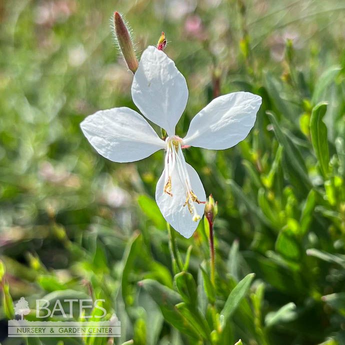 #1 Gaura lin Steffi 'White'