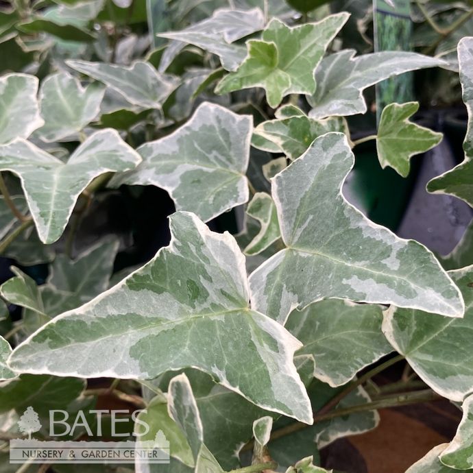 4P Hedera helix/ Variegated Needlepoint Ivy