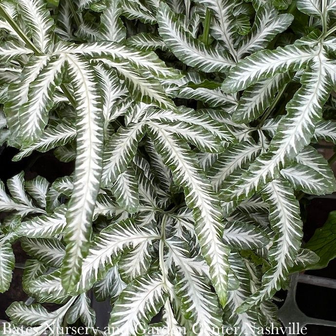 6p! Fern Silver Lace Fern /Tropical