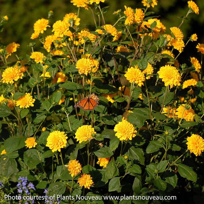 #1 Helianthus x Sunshine Daydream/ Sunflower