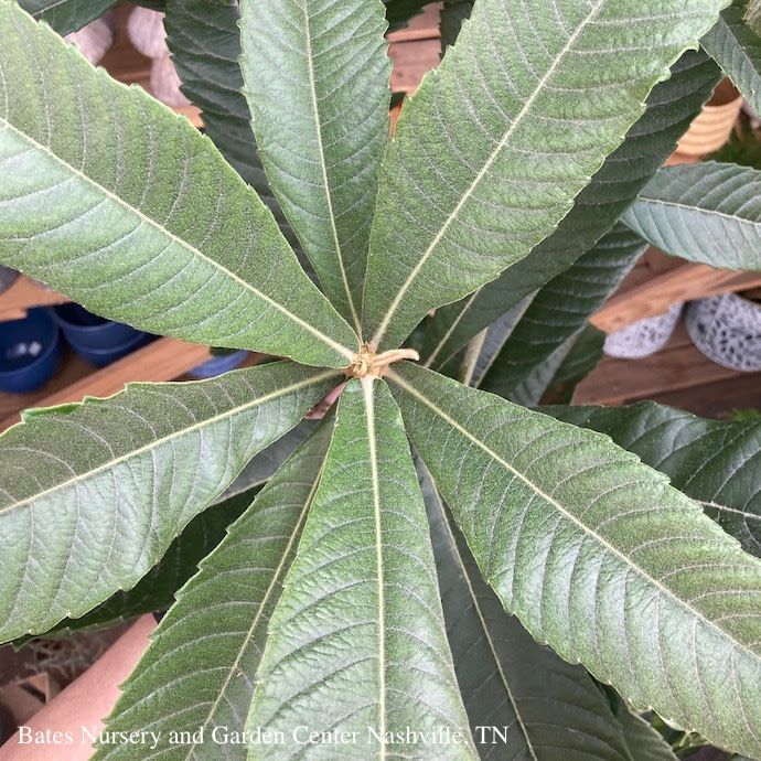 Tropical Edible #5 Eriobotrya japonica/ Loquat - No Warranty