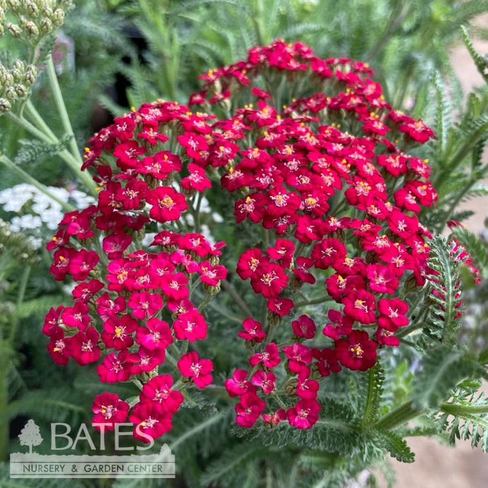#1 Achillea mill New Vintage Red/ Yarrow Native (TN)