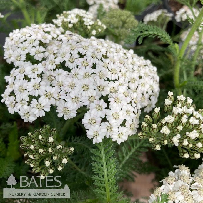 #1 Achillea mill New Vintage White/ Yarrow Native (TN)