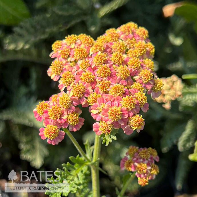 #1 Achillea mill SkySail Fire/ Yarrow Native (TN)