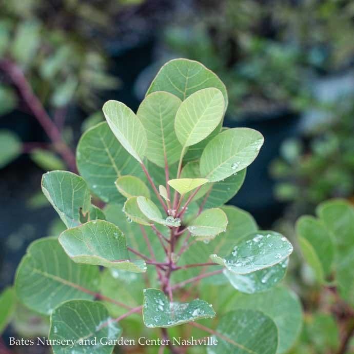 #5 Cotinus coggygria Pink Champagne/ Green Foliage Smoketree