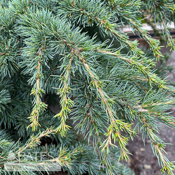 #6 Cedrus atl Green Wave/ Dwarf Weeping Blue Atlas Cedar