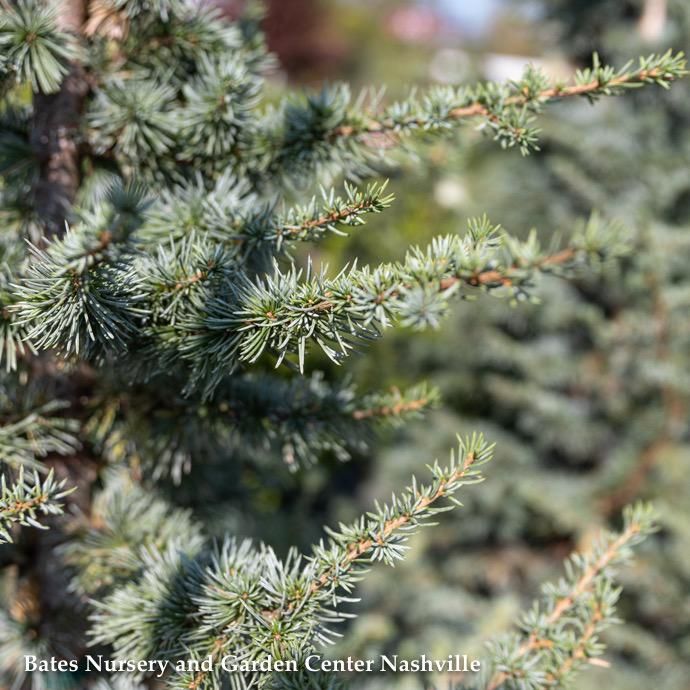 #6 Cedrus atl Horstmann/ Blue Atlas Cedar