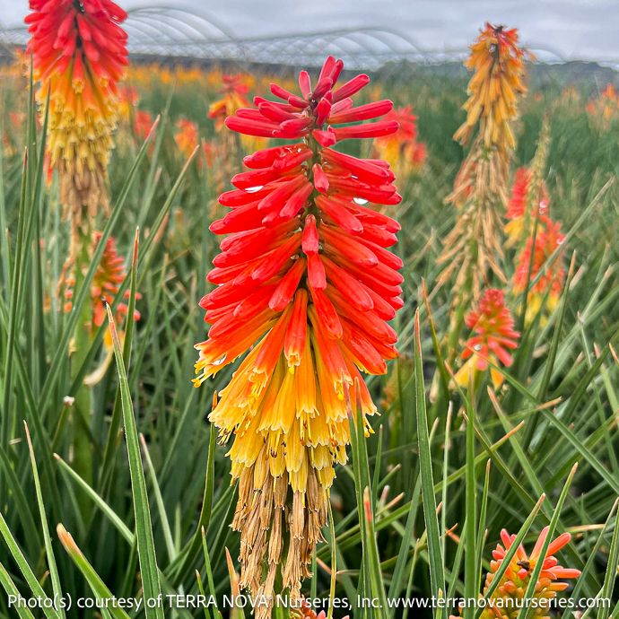#1 Kniphofia x Rocket Jr/ Compact Red Hot Poker