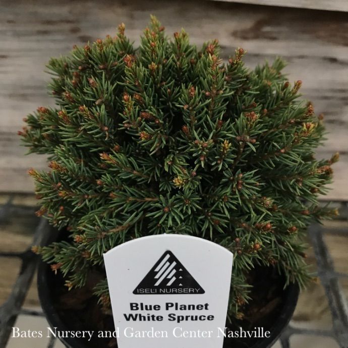 LPP(4p) Picea glauc Blue Planet/ White Spruce - No Warranty
