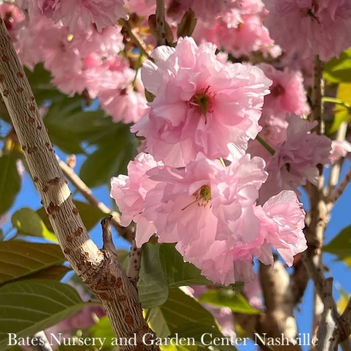 #10 Prunus ser Kwanzan/ Double Pink Flowering Cherry