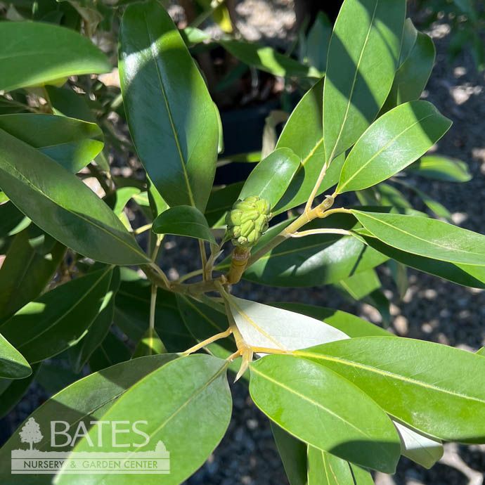 #15 Magnolia virg Green Shadow/ Semi-Evergreen Sweetbay Native (TN)