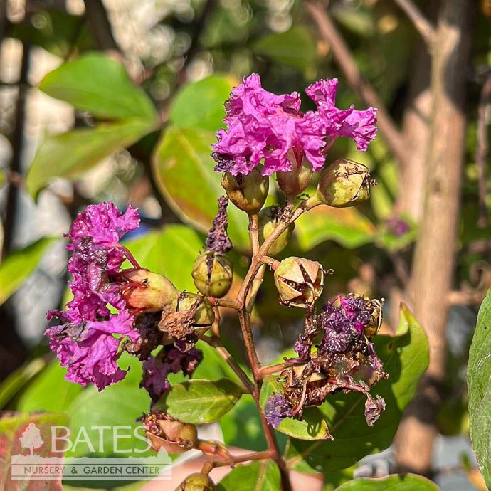 #15 Lagerstroemia indica Twilight/ Purple Crape Myrtle