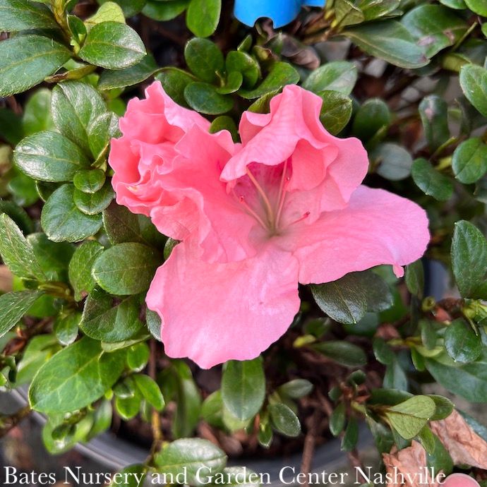 #3 Azalea x Watchet (Robin Hill hybrid)/ Dwarf Light Pink