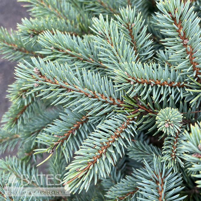 #3 Picea pun Lundeby's Dwarf/ Dwarf Blue Spruce