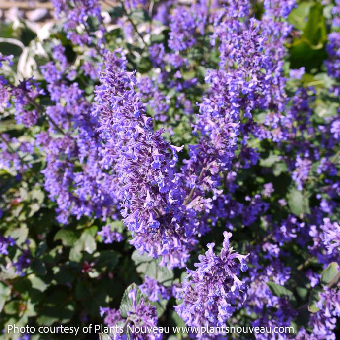 #1 Nepeta grand Summer Magic/ Purple Catmint