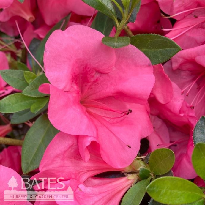 Topiary Hedge Box Rhododendron x Osakazuki/ Dwarf Pink Satsuki Azalea