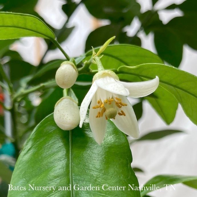 Tropical Edible #3 Citrus Rio Red/ Dwarf Grapefruit - No Warranty