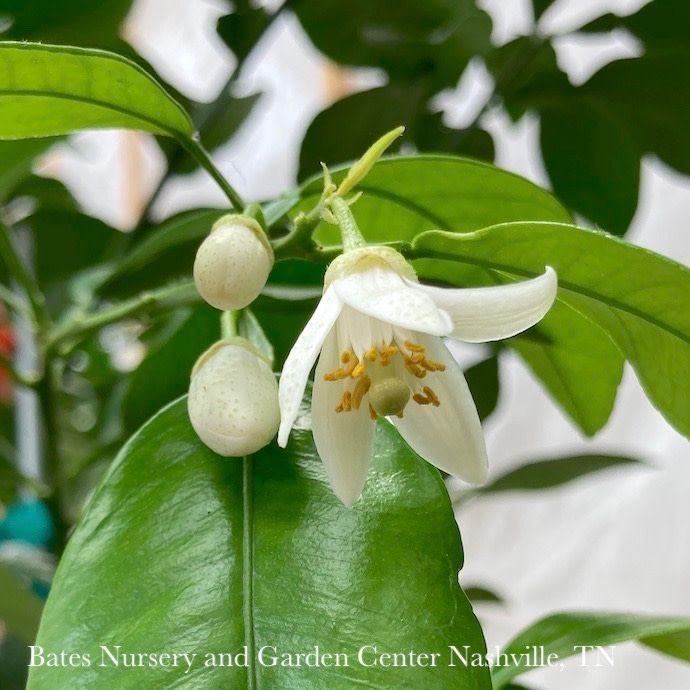 Tropical Edible #3 Citrus Rio Red/ Dwarf Grapefruit - No Warranty