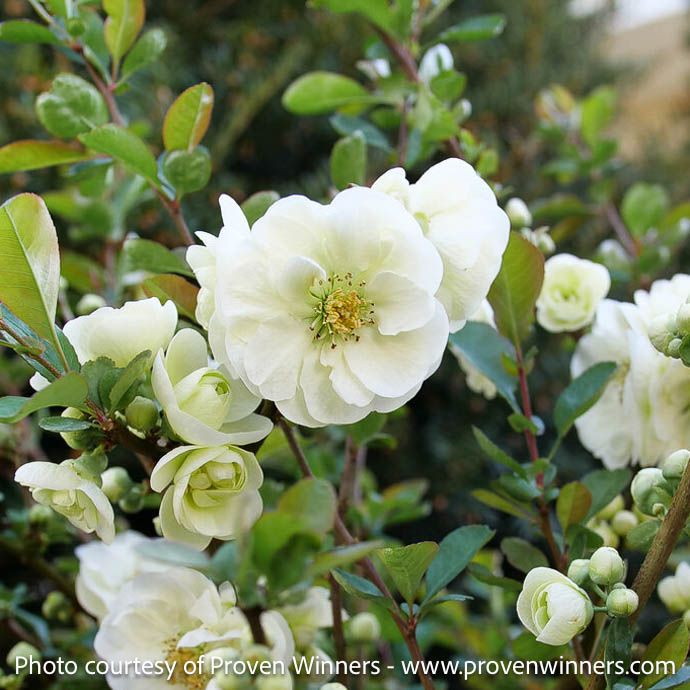 #3 Chaenomeles speciosa PW Double Take Eternal/ White Flowering Quince
