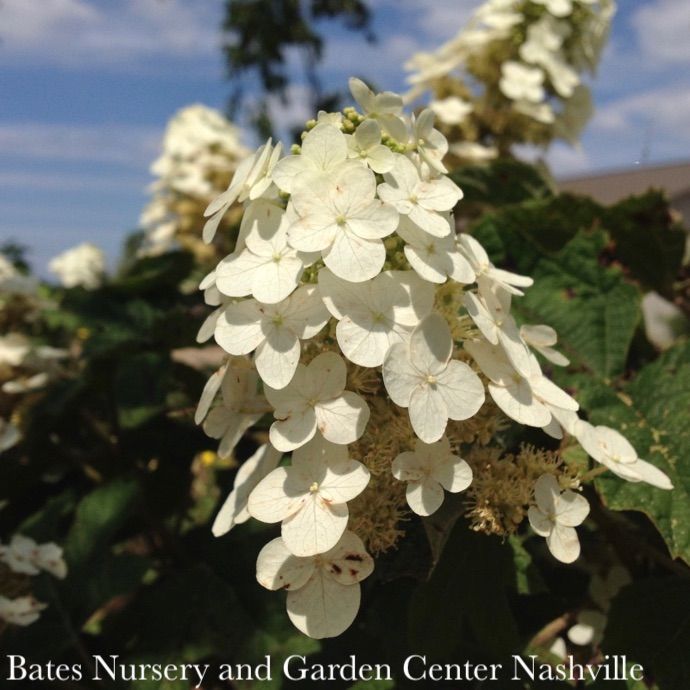 #2 Hydrangea quer Munchkin/ Dwarf Oakleaf Native (TN)