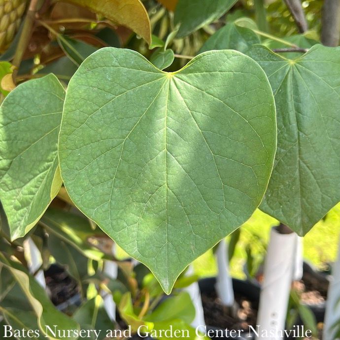 #5 Cercis can Sparkling Wine/ Purple Foliage Redbud Native (TN)