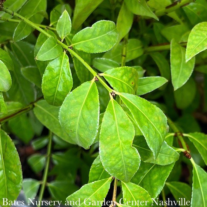 #2 Euonymus alatus Little Moses/ Dwarf Burning Bush