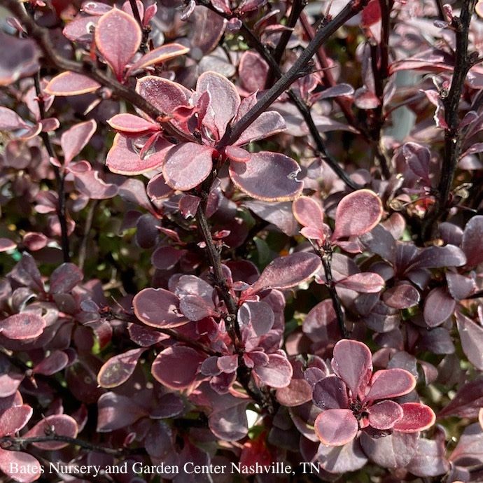 #3 Berberis thun PW Sunjoy Mini Maroon/ Dwarf Barberry