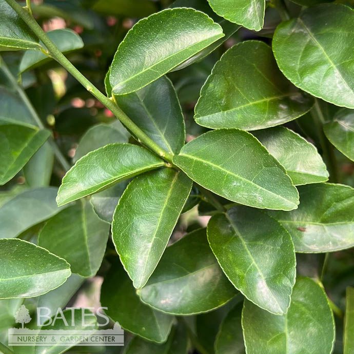 Tropical Edible #3 Citrus Thornless Key/ Lime - No Warranty