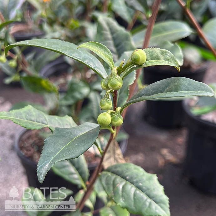 #1 Camellia sinensis var sinensis/ Small Leaf Tea - No Warranty