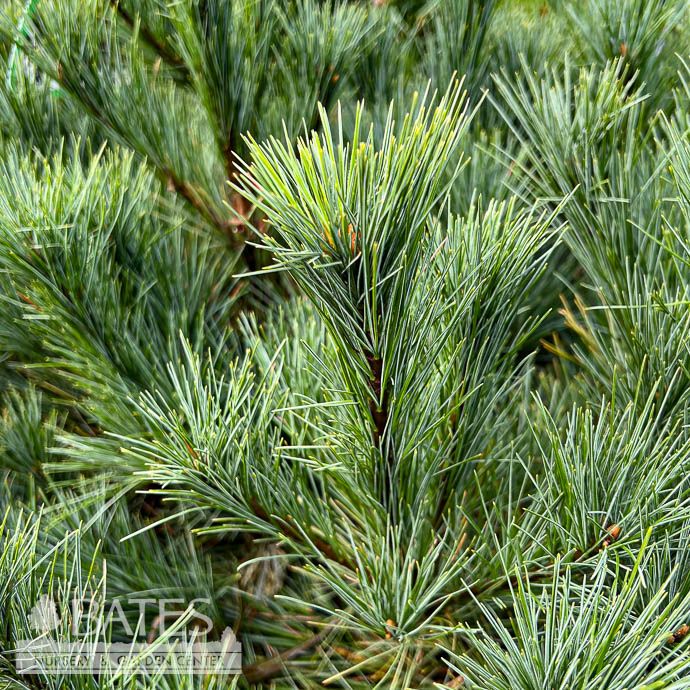 #6 Pinus strob Sarah Rachel/ Eastern White Pine Native (TN) - No Warranty