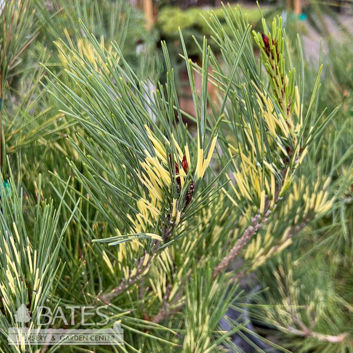 #6 Pinus densiflora Burke's Red Variegated/ Japanese Red Pine