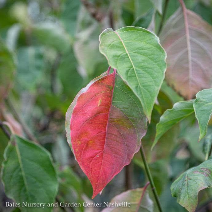 #15 Cornus florida Cherokee Princess/ White Flowering Dogwood Native (TN)