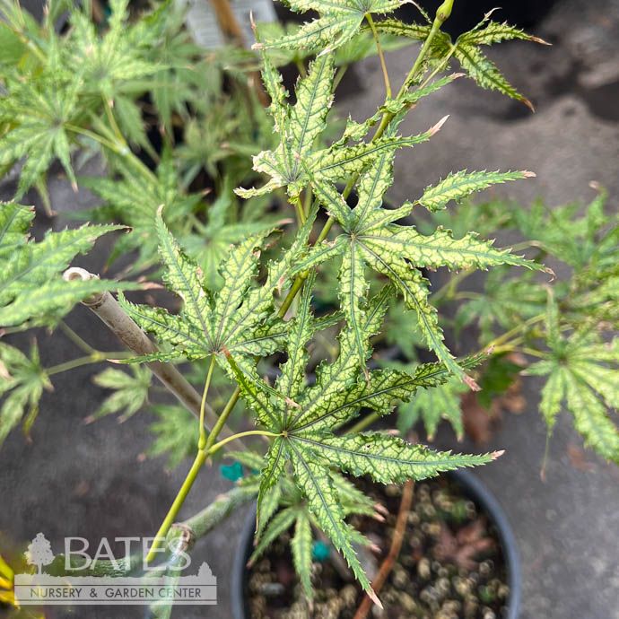 #3 Acer pal First Ghost/ Upright Japanese Maple