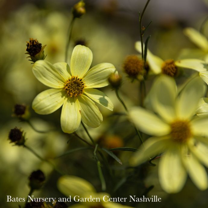 QP Coreopsis vert Moonbeam/ Pale Yellow Whorled Tickseed Native (TN)