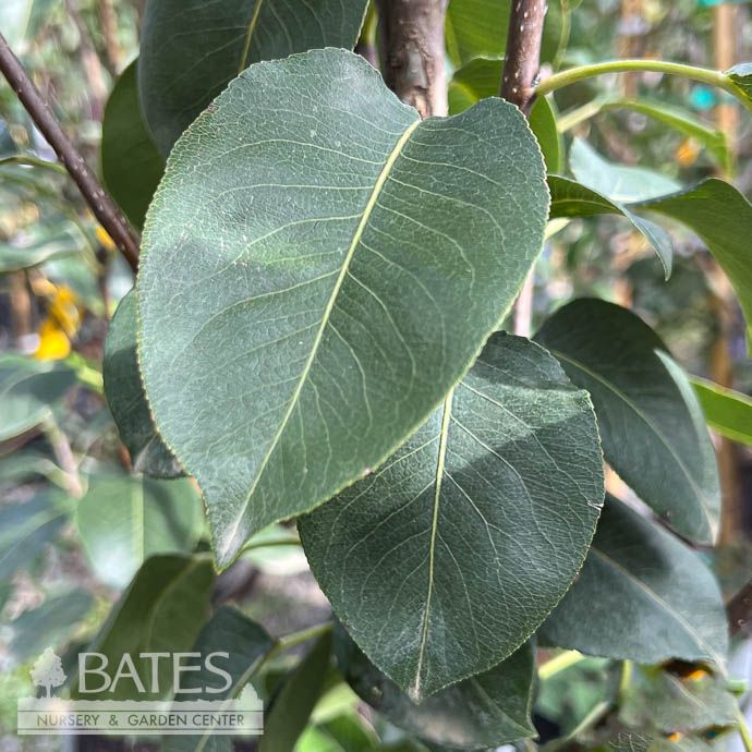 Fruit & Nut Trees | Bates Nursery & Garden Center | Nashville, TN