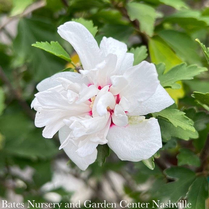 #1 Hibiscus syr Double White/ Rose of Sharon/ Althea