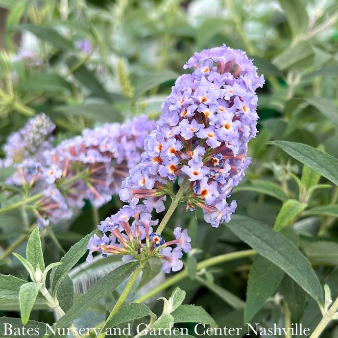 #2 Buddleia dav Nanho Blue/ Butterfly Bush