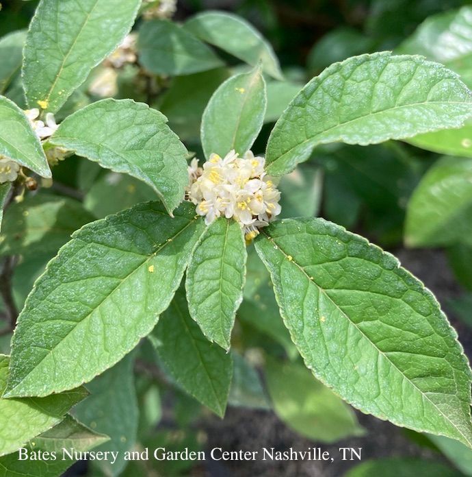 Tennessee Native Shrubs