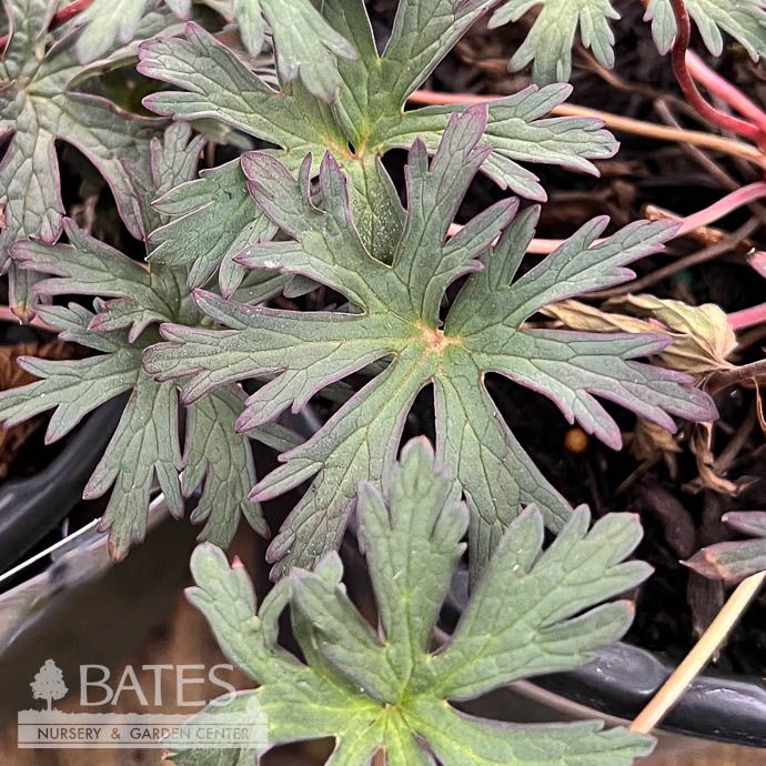 #1 Geranium pratense Storm Cloud/ Blue Cranesbill