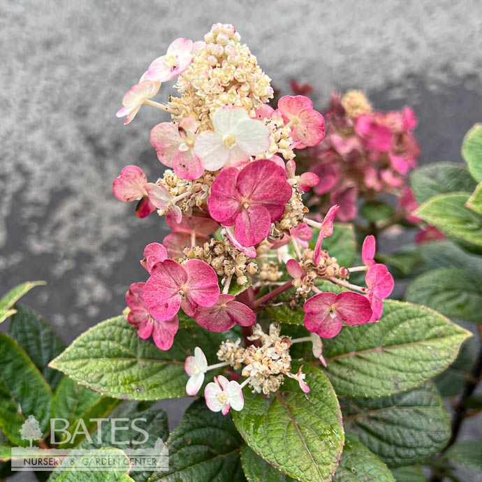 #2 Hydrangea pan Razzleberri/ Compact White to Pink Panicle