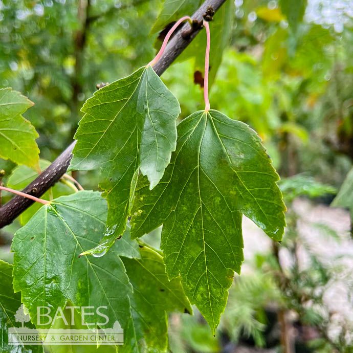#5 Acer rub Red Sunset/ Red Maple Native (TN)