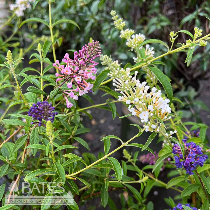 #3 Buddleia Fourth of July/ Tri-color Butterfly Bush